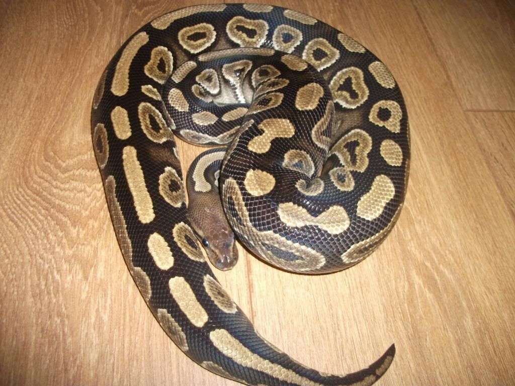 2009 Female Cinnamon Royal Python | Reptile Forums