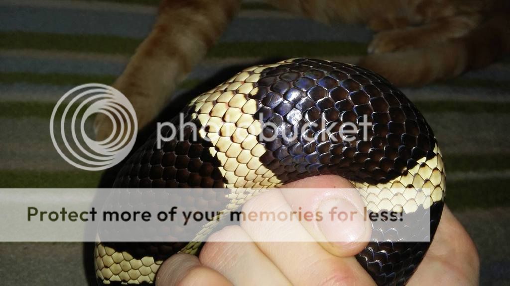 Kingsnake with lumps | Reptile Forums