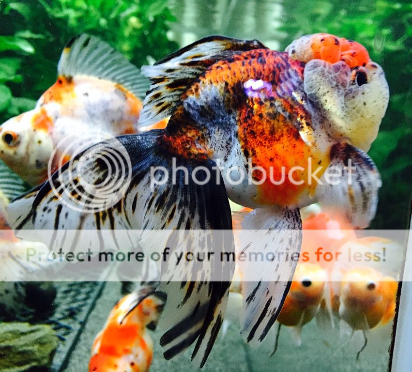 Fancy Goldfish Tank Size Litres at Maurice Delgado blog