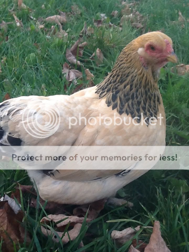 Is these show quality buff brahmas ? | BackYard Chickens - Learn How to ...