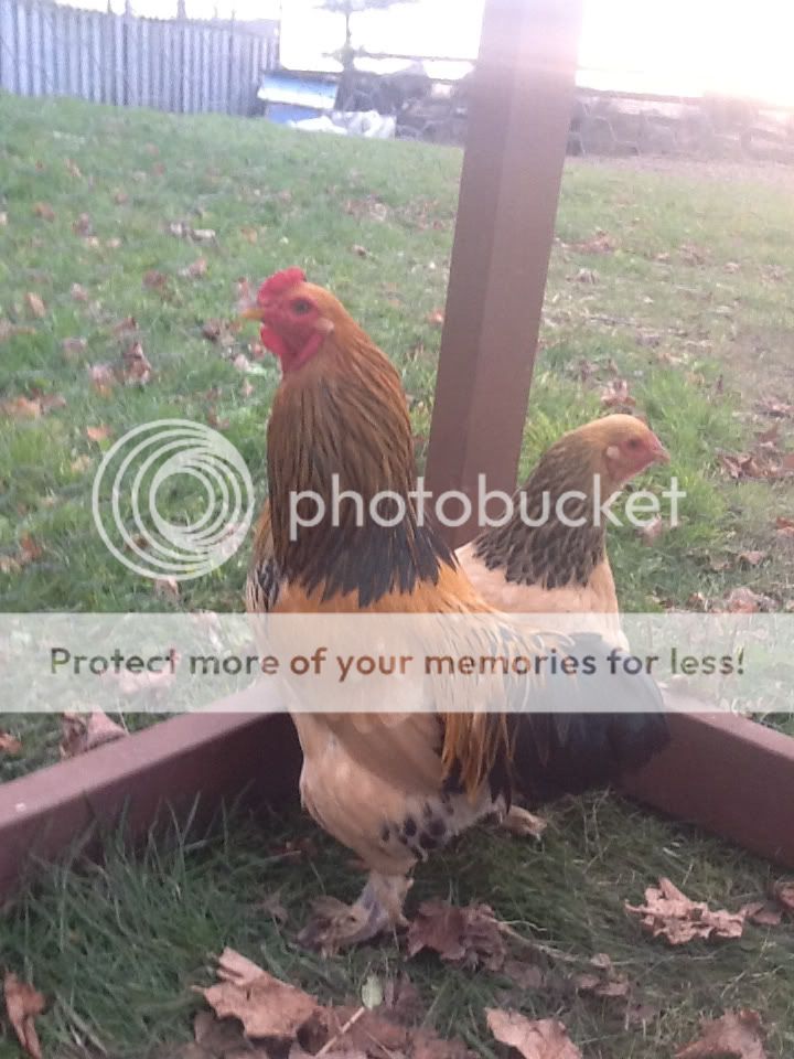 Is these show quality buff brahmas ? | BackYard Chickens - Learn How to ...