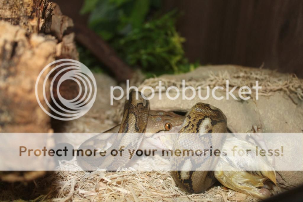 super dwarf retic pair | Reptile Forums