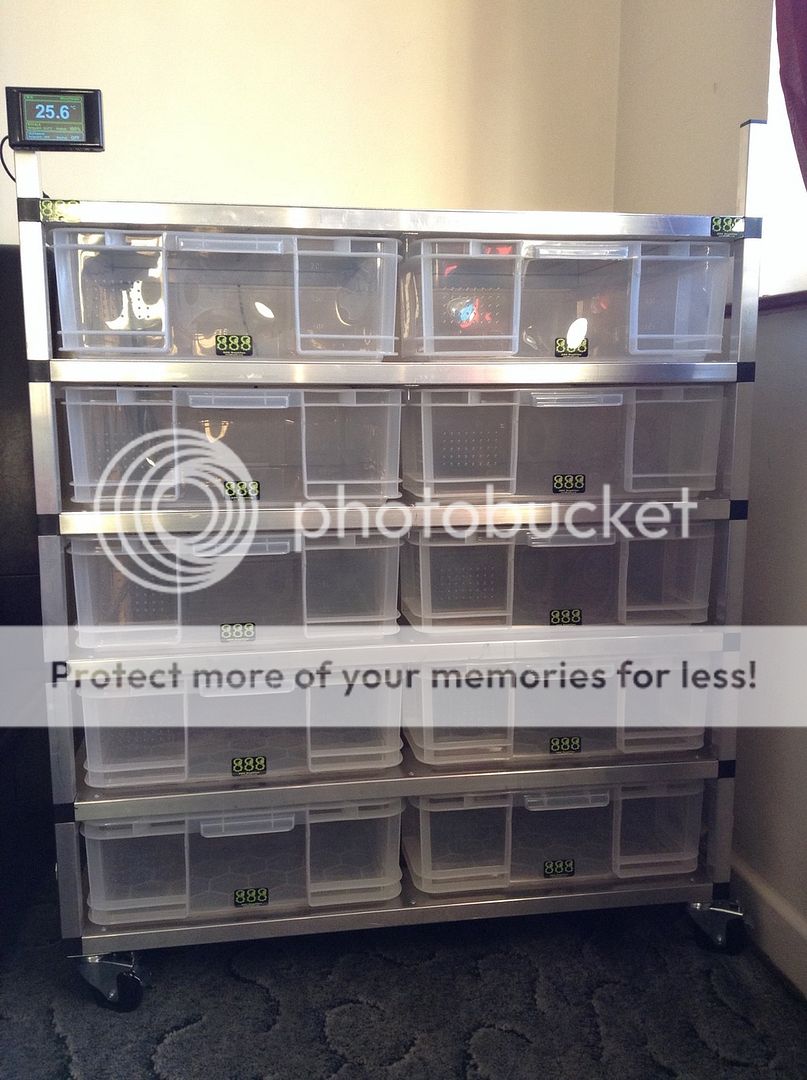 Another new snake rack :) | Reptile Forums